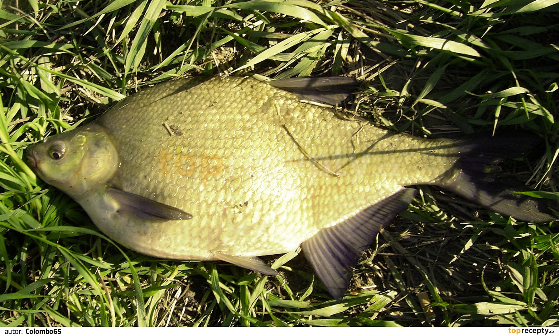 Cejn velký do křupava pečený recept - TopRecepty.cz