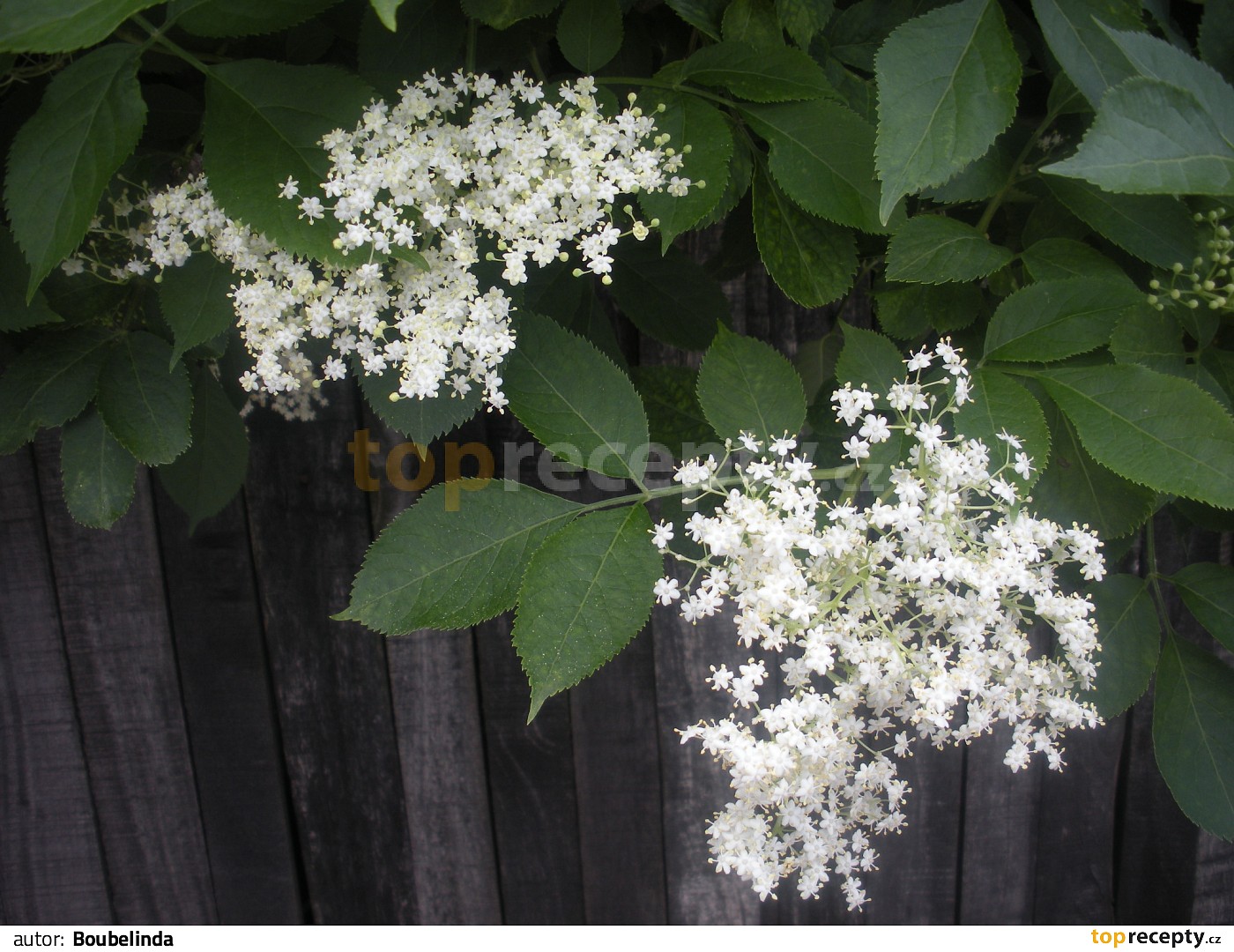 Šťáva z květů černého bezu recept - TopRecepty.cz