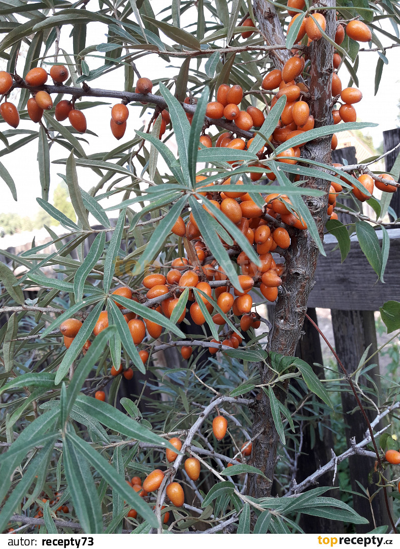 Rakytník recept - TopRecepty.cz