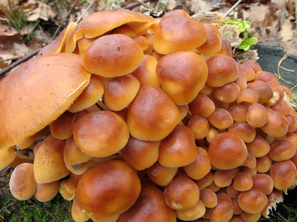 Houby známé i neznámé - TopRecepty.cz